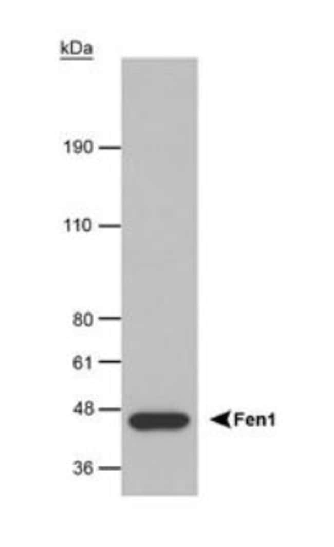 FEN-1 Antibody 0.1mL; Unlabeled:Antibodies, Polyclonal | Fisher Scientific