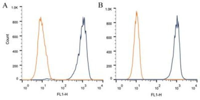 FoxP1 Antibody (JC12) - BSA Free, Novus Biologicals 0.025mL; Unlabeled ...