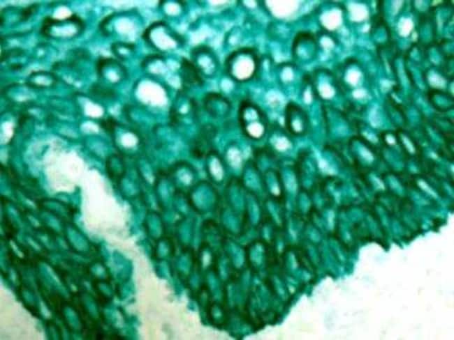 Novus Biologicals GREEN AP Plus Staining Kit (Colorimetric) 30 mL ...