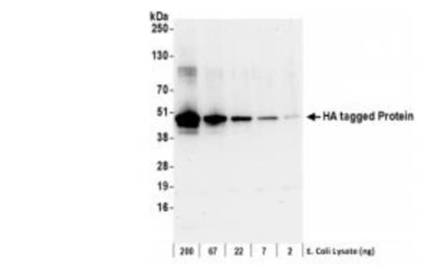 HA Tag Antibody - BSA Free, Novus Biologicals™ 0.1mg; Unlabeled ...