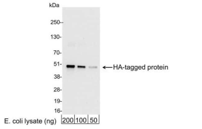 HA Tag Antibody - BSA Free, Novus Biologicals™ 0.1mg; Unlabeled ...