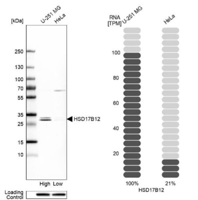 HSD17B12 Antibody, Novus Biologicals 0.1mL; Unlabeled:Antibodies ...