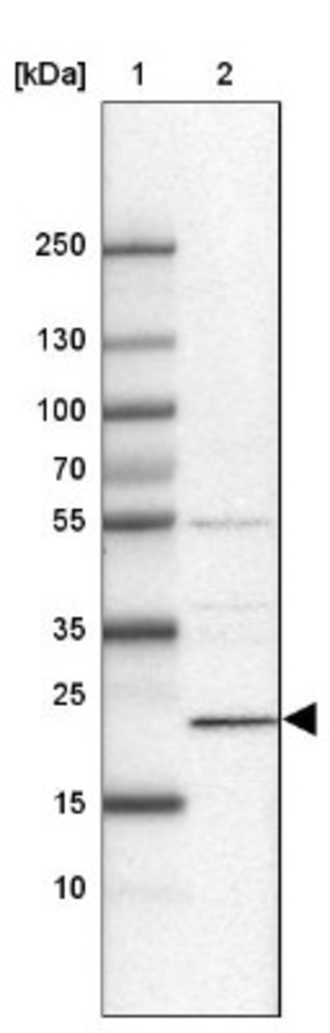 Hikeshi Antibody, Novus Biologicals 0.1mL; Unlabeled:Antibodies ...