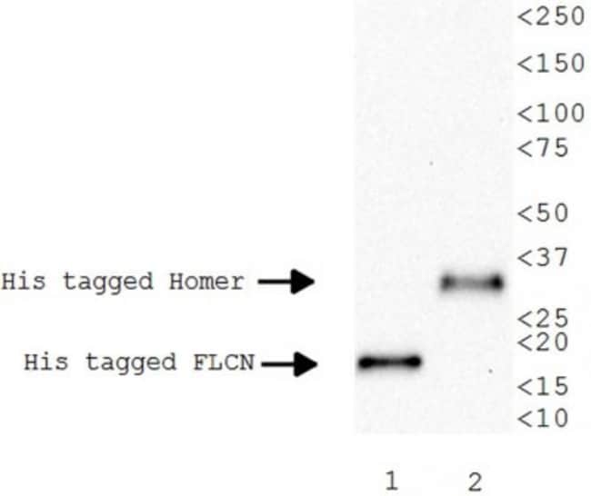 His Tag Antibody (AD1.1.10) - Non-Recombinant Monoclonal, Novus ...