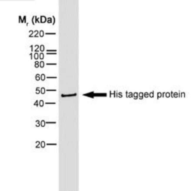 His Tag Antibody (AD1.1.10) - Non-Recombinant Monoclonal, Novus ...
