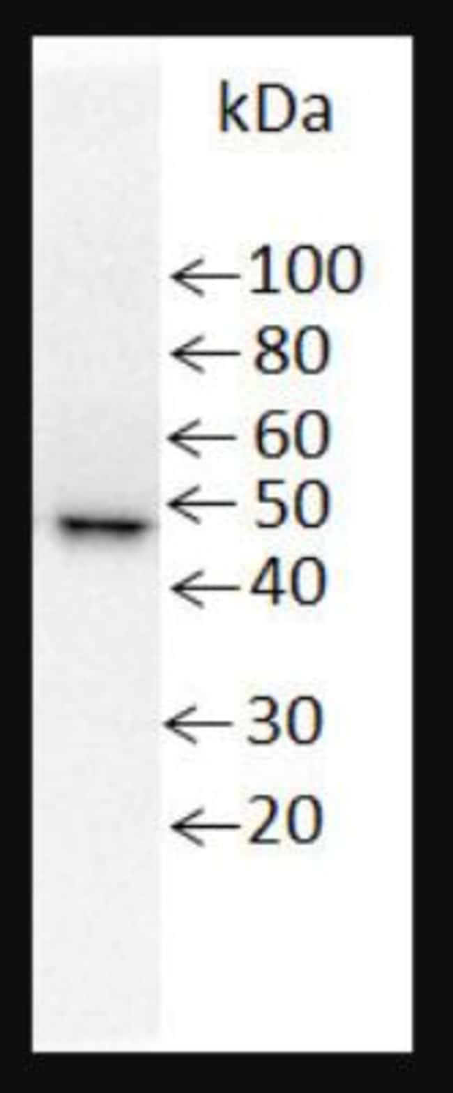 His Tag Antibody (AD1.1.10) - Non-Recombinant Monoclonal, Novus ...