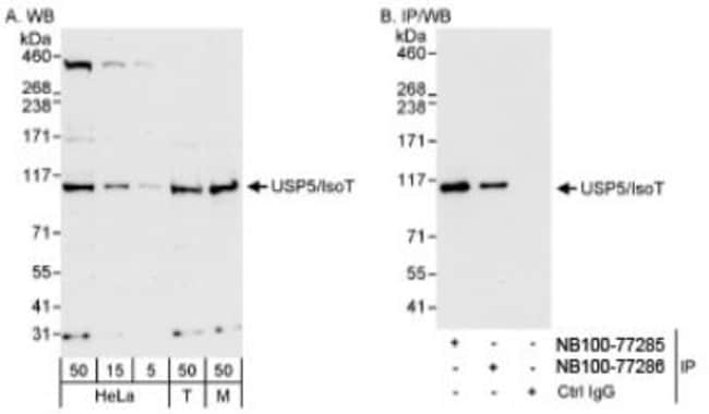 Isopeptidase T/USP5 Antibody 0.1mL; Unlabeled:Antibodies, Polyclonal ...