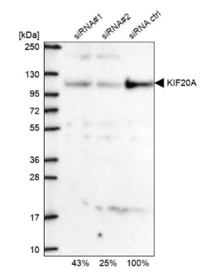 KIF20A Antibody, Novus Biologicals 0.1mL; Unlabeled:Antibodies ...