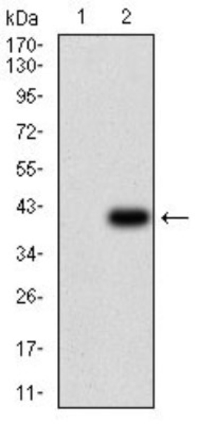 MDR1/ABCB1 Antibody (6G11C12) - BSA Free, Novus Biologicals 0.1mL ...