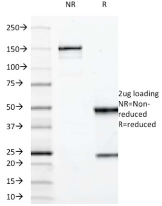 MUC3 Antibody (M3.1), Novus Biologicals 0.2mg; Unlabeled:Antibodies ...