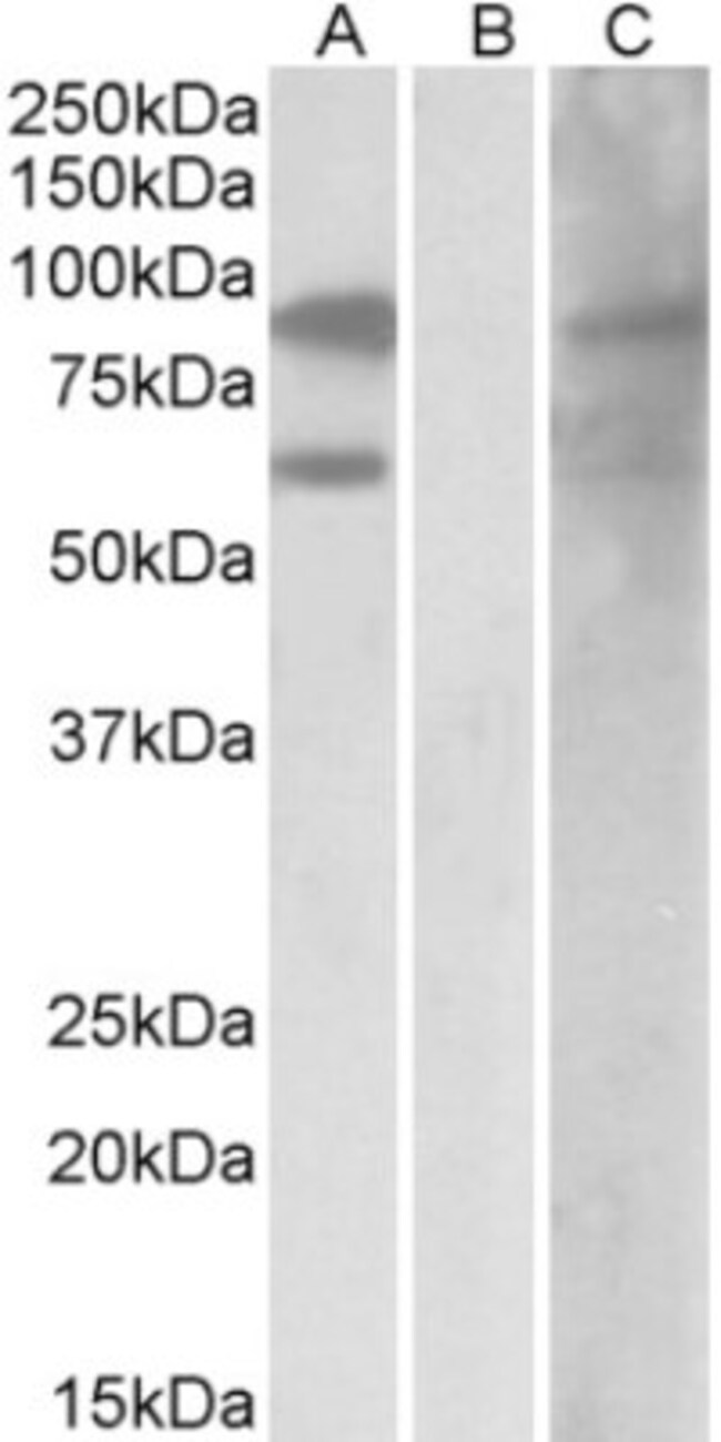 MgcRacGAP/RACGAP1 Antibody 0.1mg; Unlabeled:Antibodies, Polyclonal ...