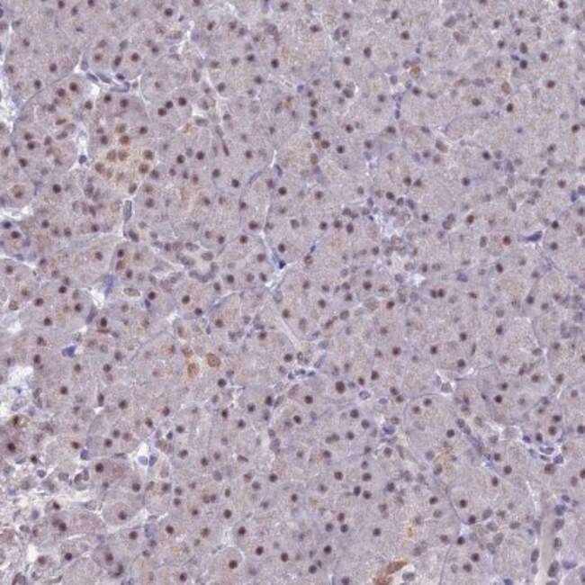 NCBP1 Antibody, Novus Biologicals 0.1mL; Unlabeled:Antibodies, Polyclonal | Fisher Scientific
