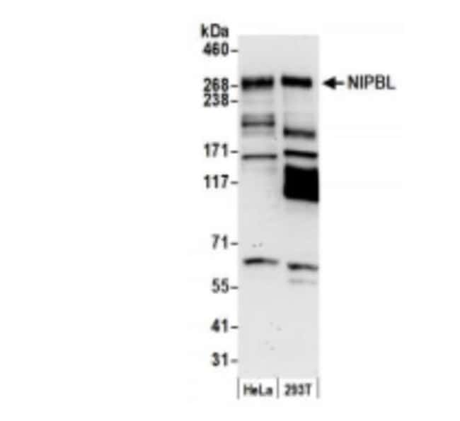 NIPBL Antibody 0.1mL; Unlabeled:Antibodies, Polyclonal | Fisher Scientific