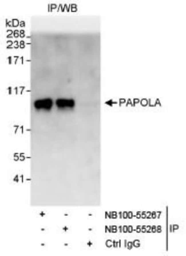 PAPOLA Antibody 0.1mg; Unlabeled:Antibodies, Polyclonal | Fisher Scientific