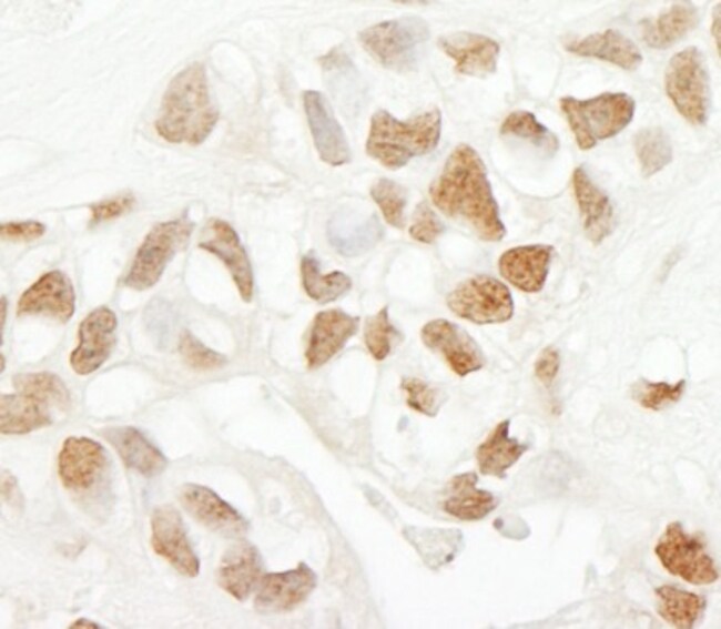 PPIG Antibody, Novus Biologicals 0.1mL; Unlabeled:Antibodies ...