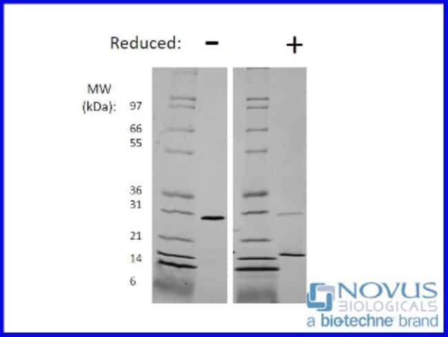 Novus Biologicals Recombinant Rat GDNF Animal-Free Protein Quantity ...