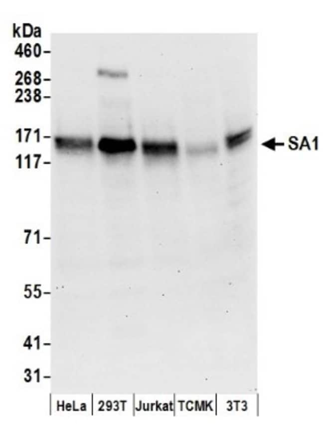 SA1 Antibody 0.1mL; Unlabeled:Antibodies, Polyclonal | Fisher Scientific