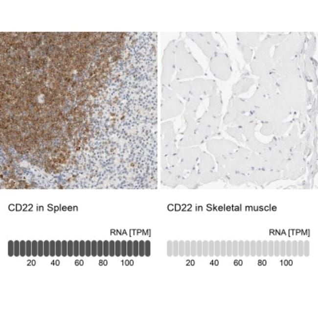 Siglec-2/CD22 Antibody, Novus Biologicals 0.1mL; Unlabeled:Antibodies ...