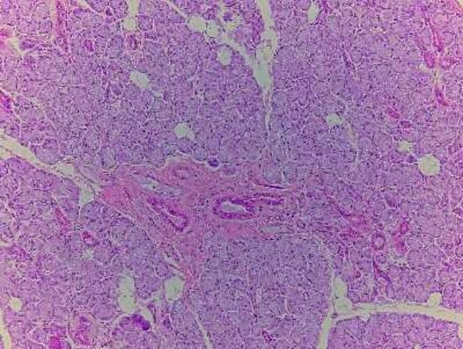 Novus Biologicals Submaxillary gland Tissue Slides (Adult Normal ...