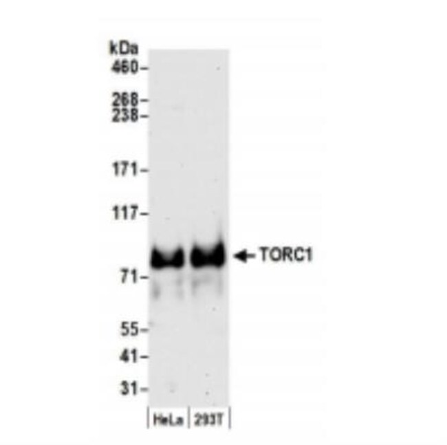 TORC1 Antibody 0.1mL; Unlabeled:Antibodies, Polyclonal | Fisher Scientific