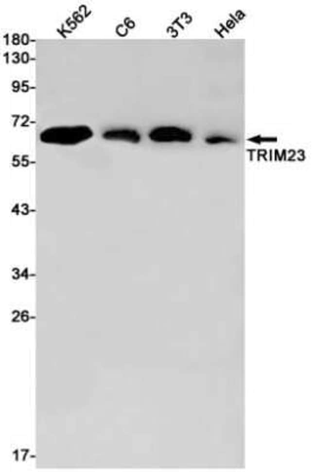 TRIM23 Rabbit anti-Human, Mouse, Rat, Clone: S09-4K7, Novus Biologicals ...