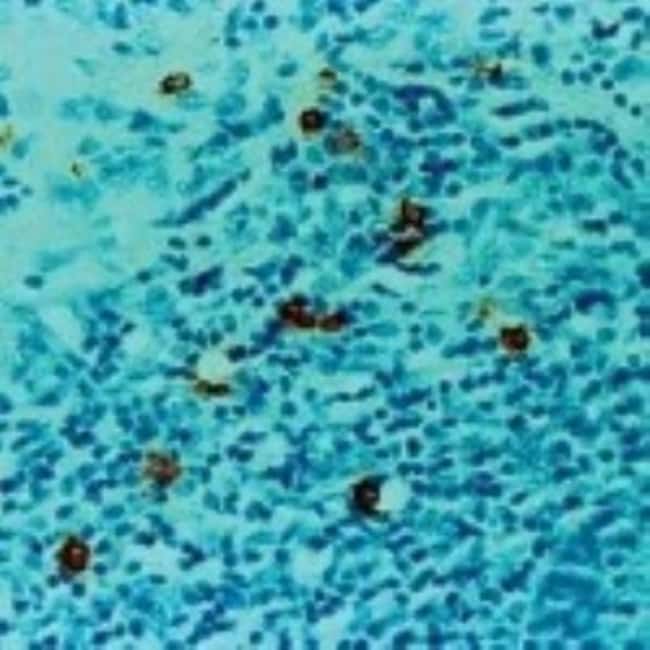 Tryptase alpha/beta 1 Antibody (AA1), Novus Biologicals 0.05 mL ...