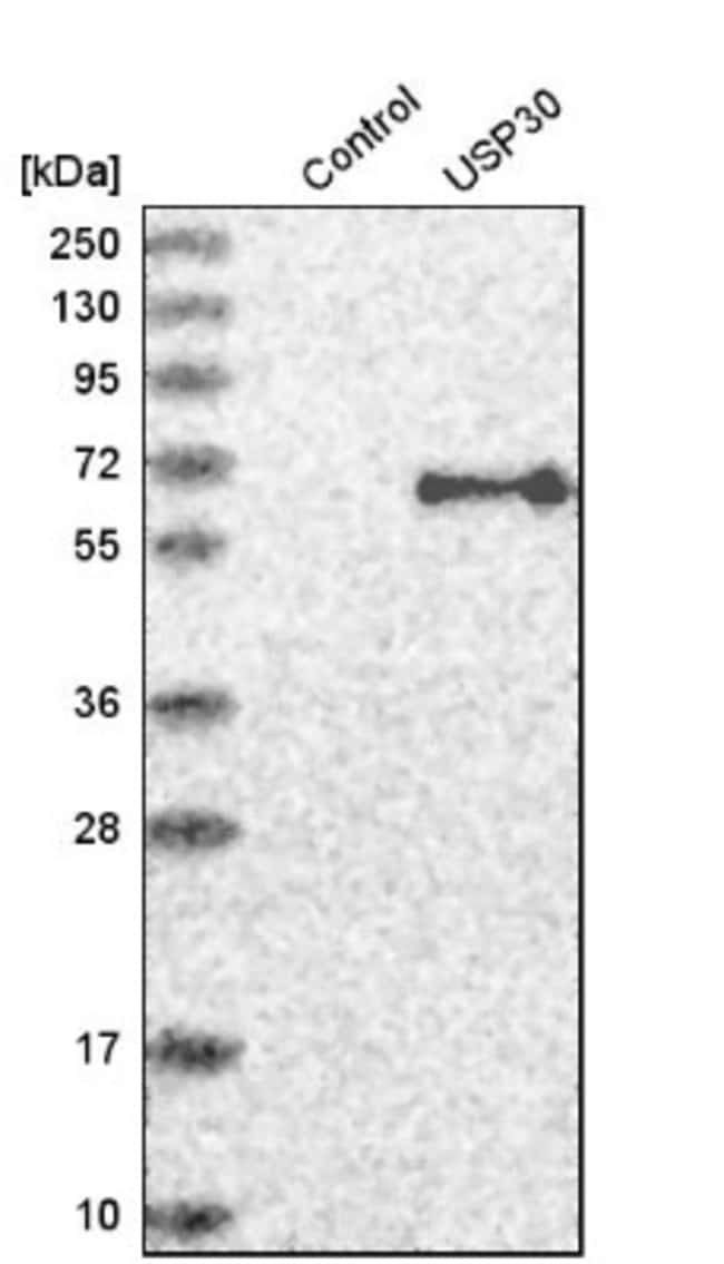 USP30 Antibody, Novus Biologicals™ 0.1mL; Unlabeled | Fisher Scientific