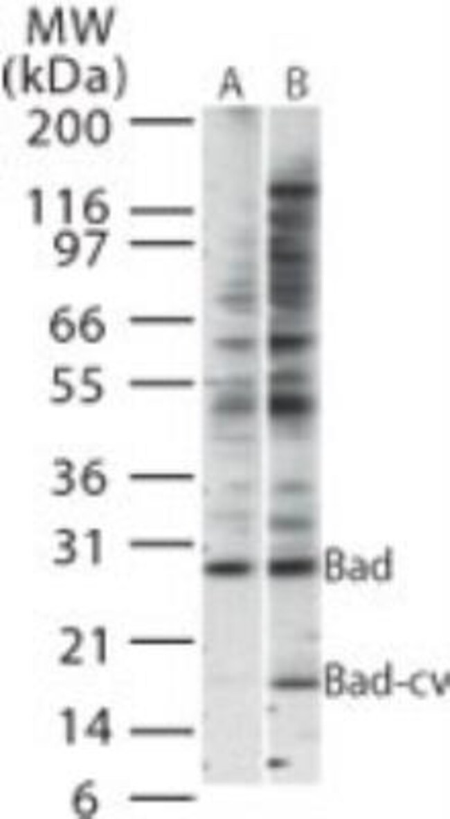 CLEAVED BAD - 0.05 ML