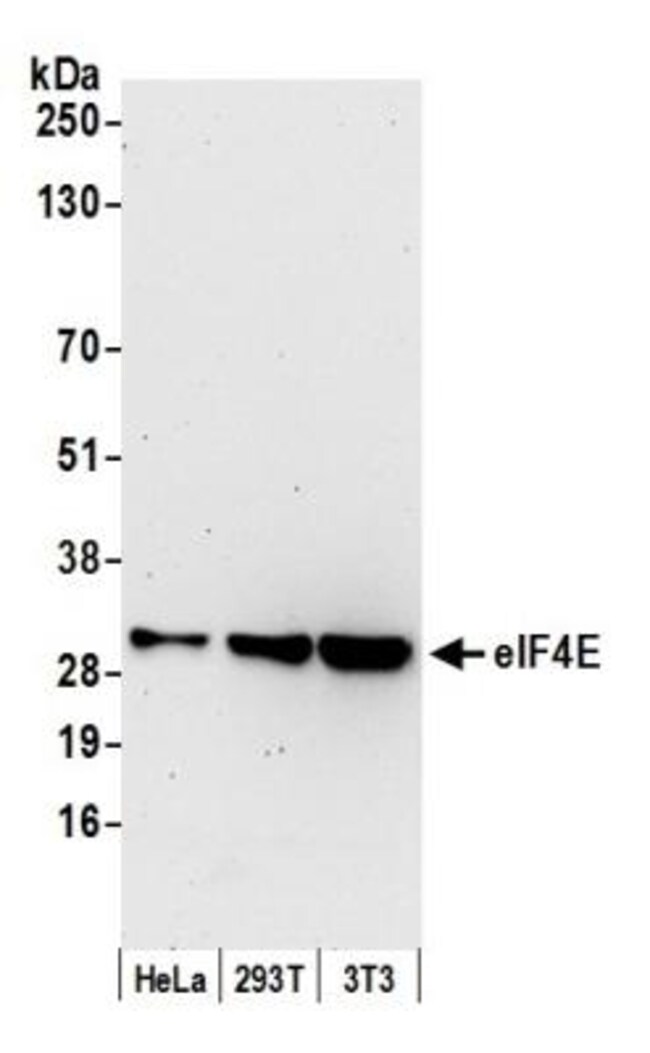 eIF4E Antibody 0.1mL; Unlabeled:Antibodies, Polyclonal | Fisher Scientific