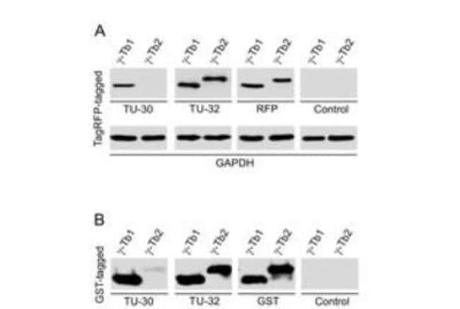 GAMMA TUBULIN (TU-32 - 0.1 MG