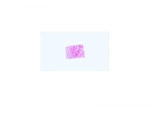 Novus Biologicals Brain Tissue Slides (Adult Normal Anterior)- Paraffin ...