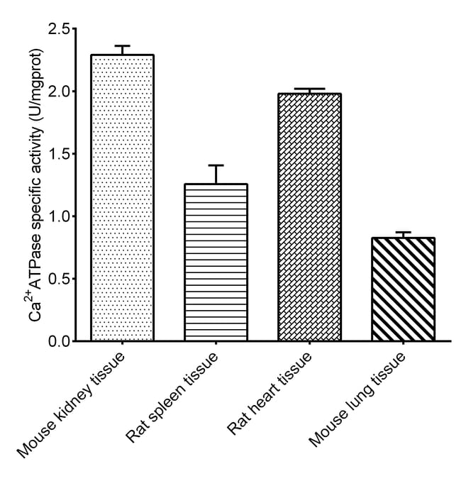 Novus Biologicals Calcium ATPase Activity Assay Kit (Colorimetric ...
