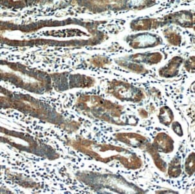 HPDL Antibody - BSA Free, Novus Biologicals 100 μg; Unconjugated ...