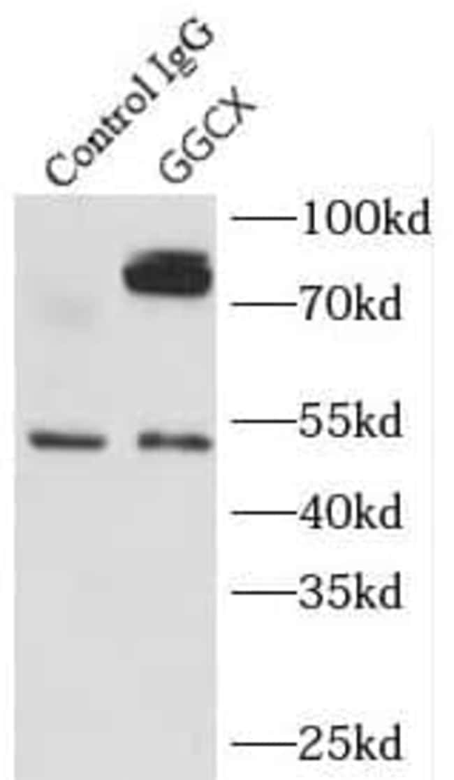 GGCX Antibody - BSA Free, Novus Biologicals 100 μg | Buy Online | Novus ...