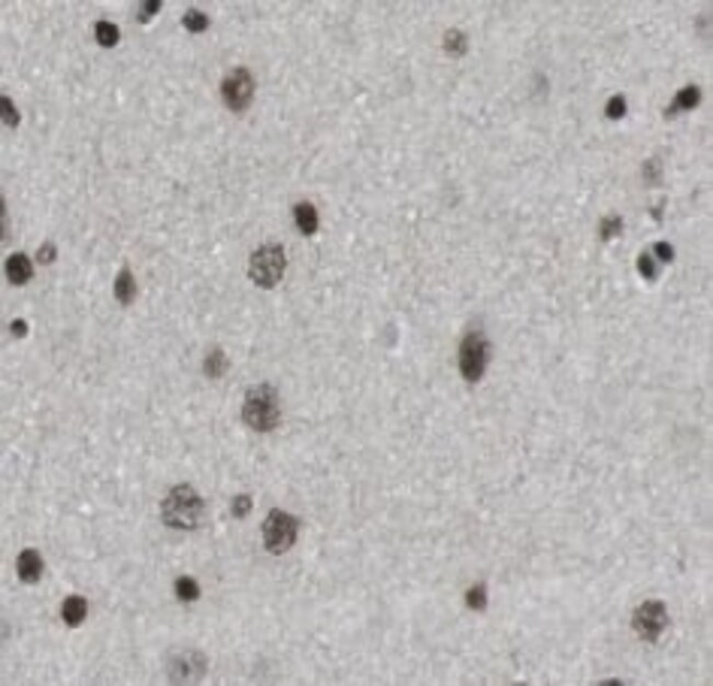 Neuromedin B Antibody - BSA Free, Novus Biologicals 100 μg ...