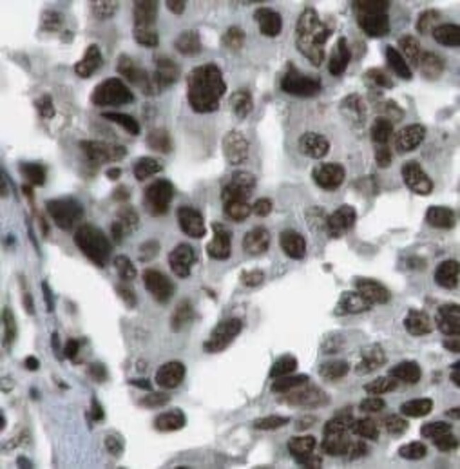 BANP Antibody - BSA Free, Novus Biologicals 100 μg; Unconjugated ...