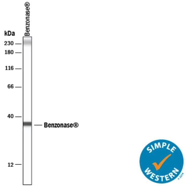 Benzonase Nuclease/NucA Antibody, R D Systems 100 μg; Unconjugated ...