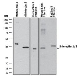Human/Mouse/Rat Intelectin-1/2 Antibody, R D Systems 25μg:Antibodies ...