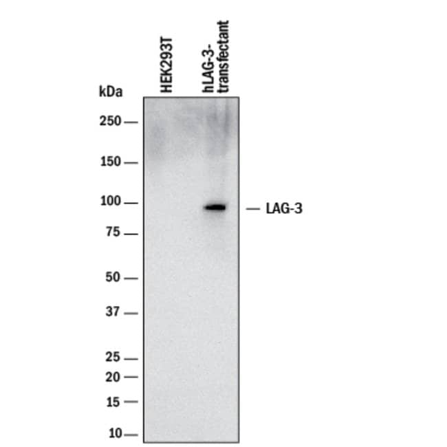 Human LAG-3 Antibody, R D Systems 100 μg; Unconjugated:Antibodies ...