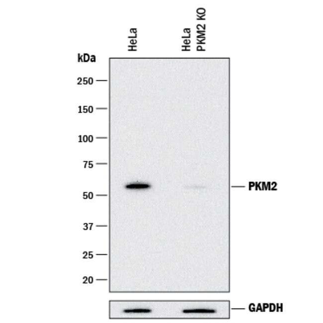 PKM2 Mouse anti-Human, Mouse, Rat, Clone: 945126, R D Systems 25μg ...