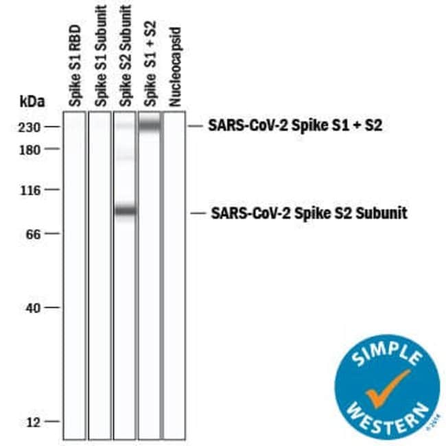 SARS-CoV-2 Spike S2 Mouse anti-SARS-CoV-2, Clone: 1034617, R:Antibodies:Primary | Fisher Scientific