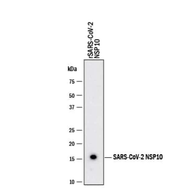 SARS-CoV-2 NSP10 Antibody, R D Systems:Antibodies:Primary Antibodies ...