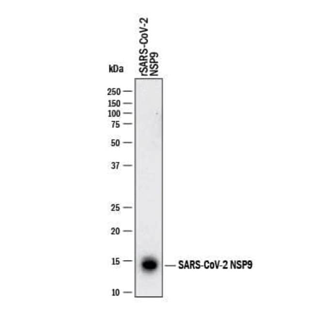 SARS-CoV-2 NSP9 Antibody, R D Systems 100 μg; Unconjugated:Antibodies, | Fisher Scientific