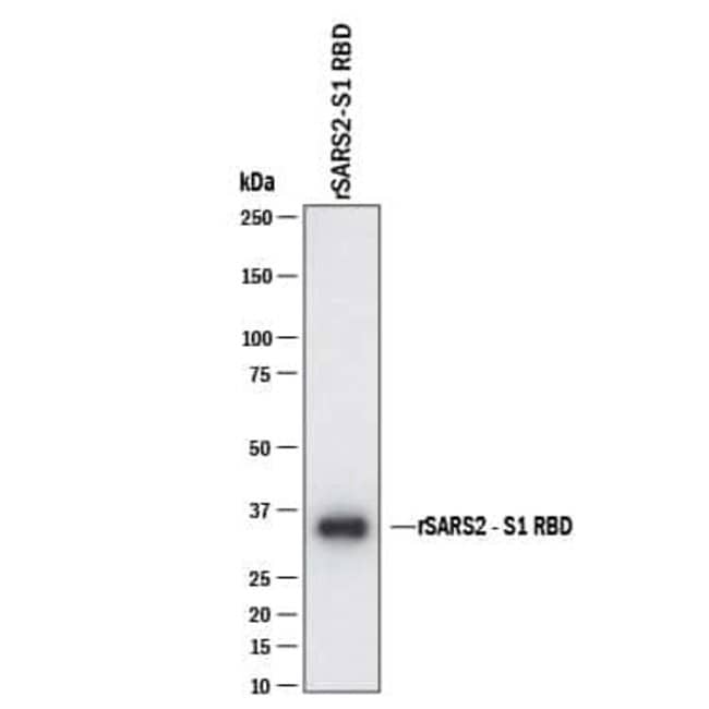 SARS-CoV-2 Spike RBD Antibody, R D Systems 100 μg; Unconjugated:Antibodies, | Fisher Scientific