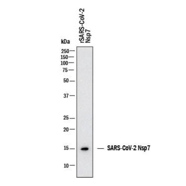 SARS-CoV-2 NSP7 Antibody, R D Systems:Antibodies:Primary Antibodies ...