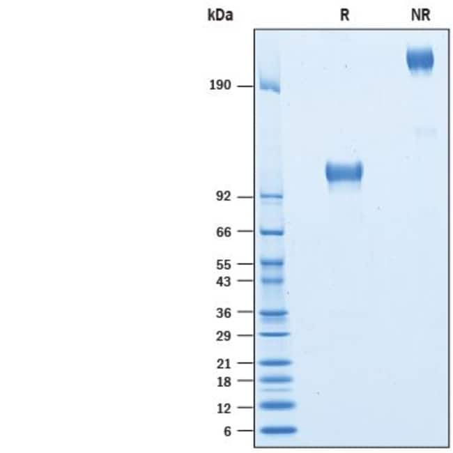R D Systems Recombinant Human ICAM-1/CD54 Fc Chimera Avi-tag Protein 50 ...