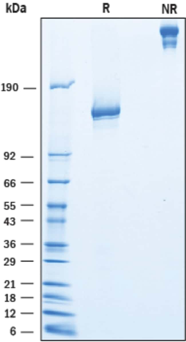 R D Systems Recombinant Mouse IGSF2/CD101 Fc Chimera Protein, CF 50 μg ...