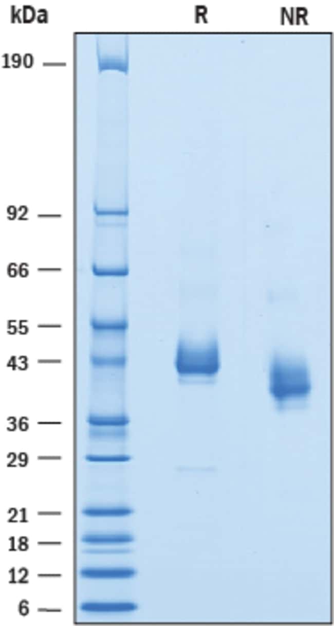 R D Systems Recombinant Human SIRP gamma/CD172g His-tag Protein 50 μg ...