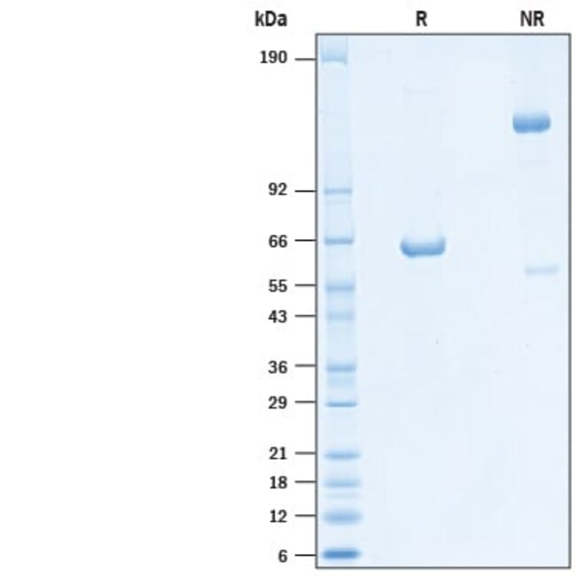R Recombinant SARS-CoV-2 Spike RBD Fc Avi-tag Protein, CF 50 μg ...