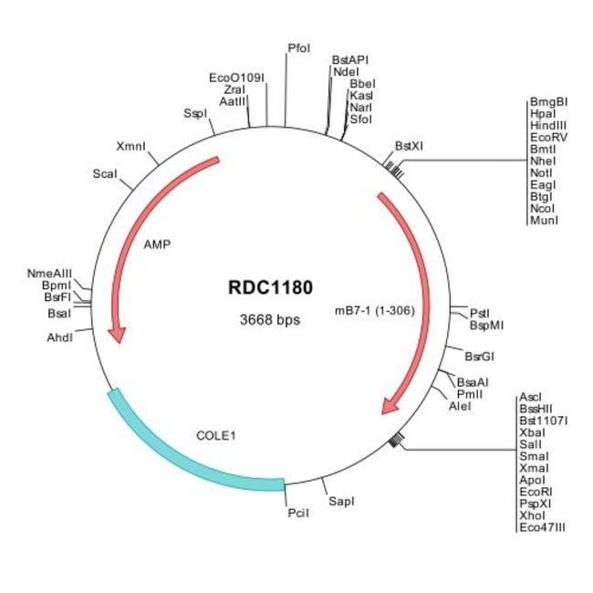 R Mouse B7-1/CD80 (NP_033985) VersaClone cDNA 10 µg:Life Sciences ...